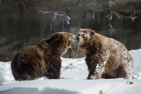 Where Do Zoo Animals Go in the Winter? [A Byte Out of the Big Apple]