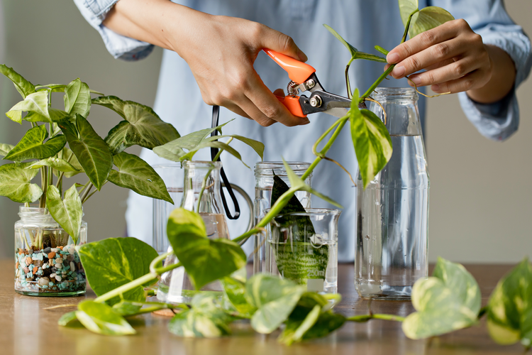 Grow A Plant From A Plant 4 Essential Products For At home Propagation 