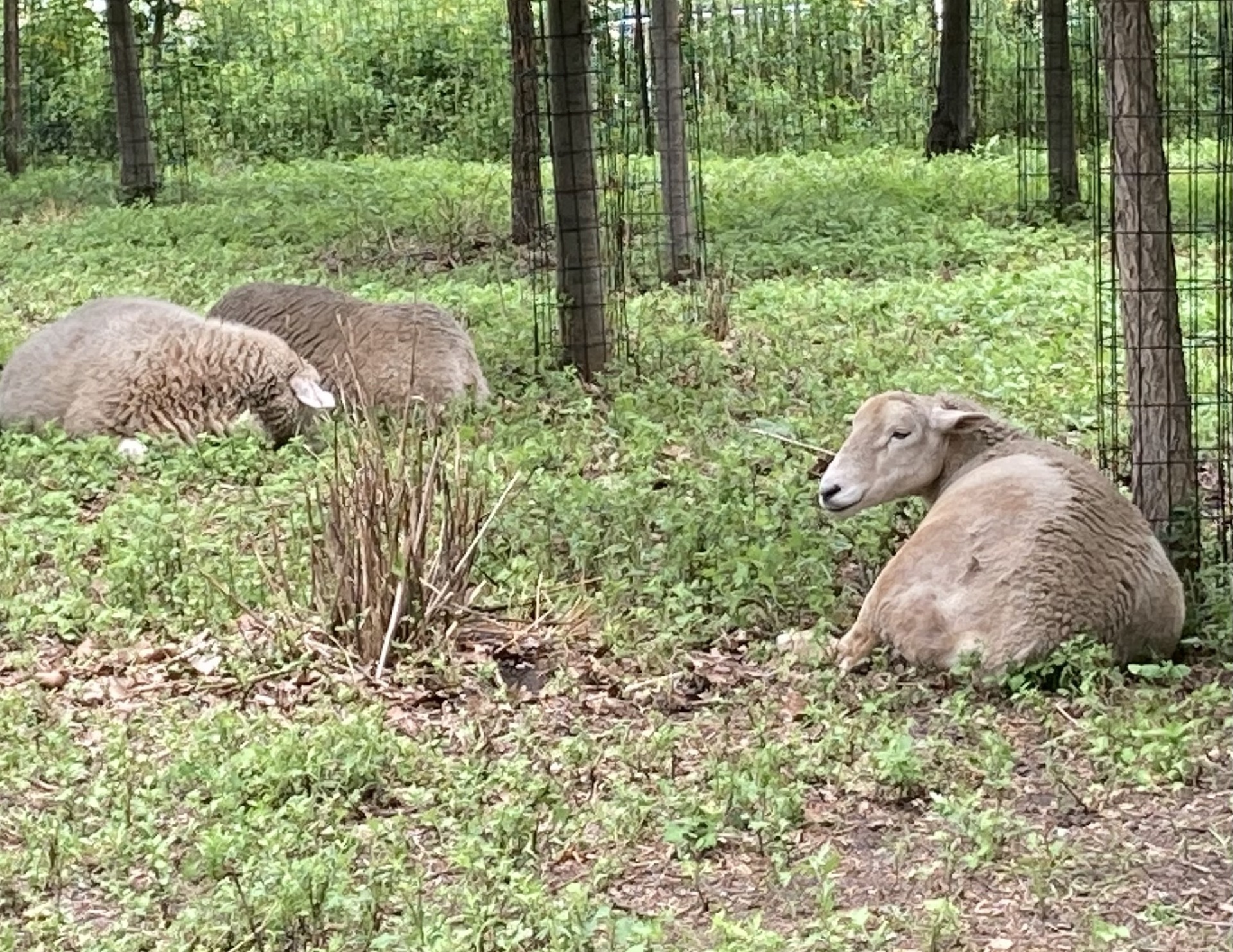 The Sheep Solving the Invasive Plants Problem on Governors Island [A ...