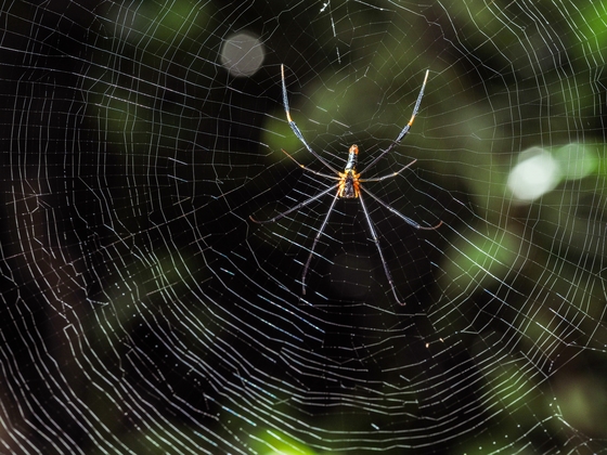 Artificial Spider Webs Extend Robots’ Lifespan, Could One Day Help ...
